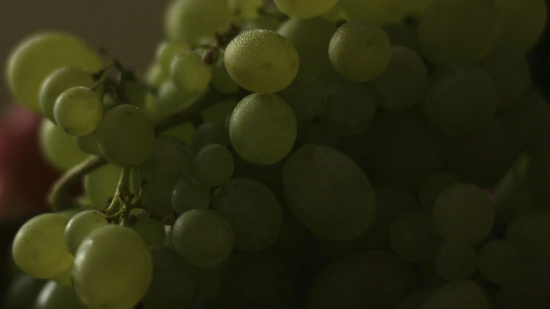 Aligoté Grape Varietal: Discover Burgundy's Hidden Gem